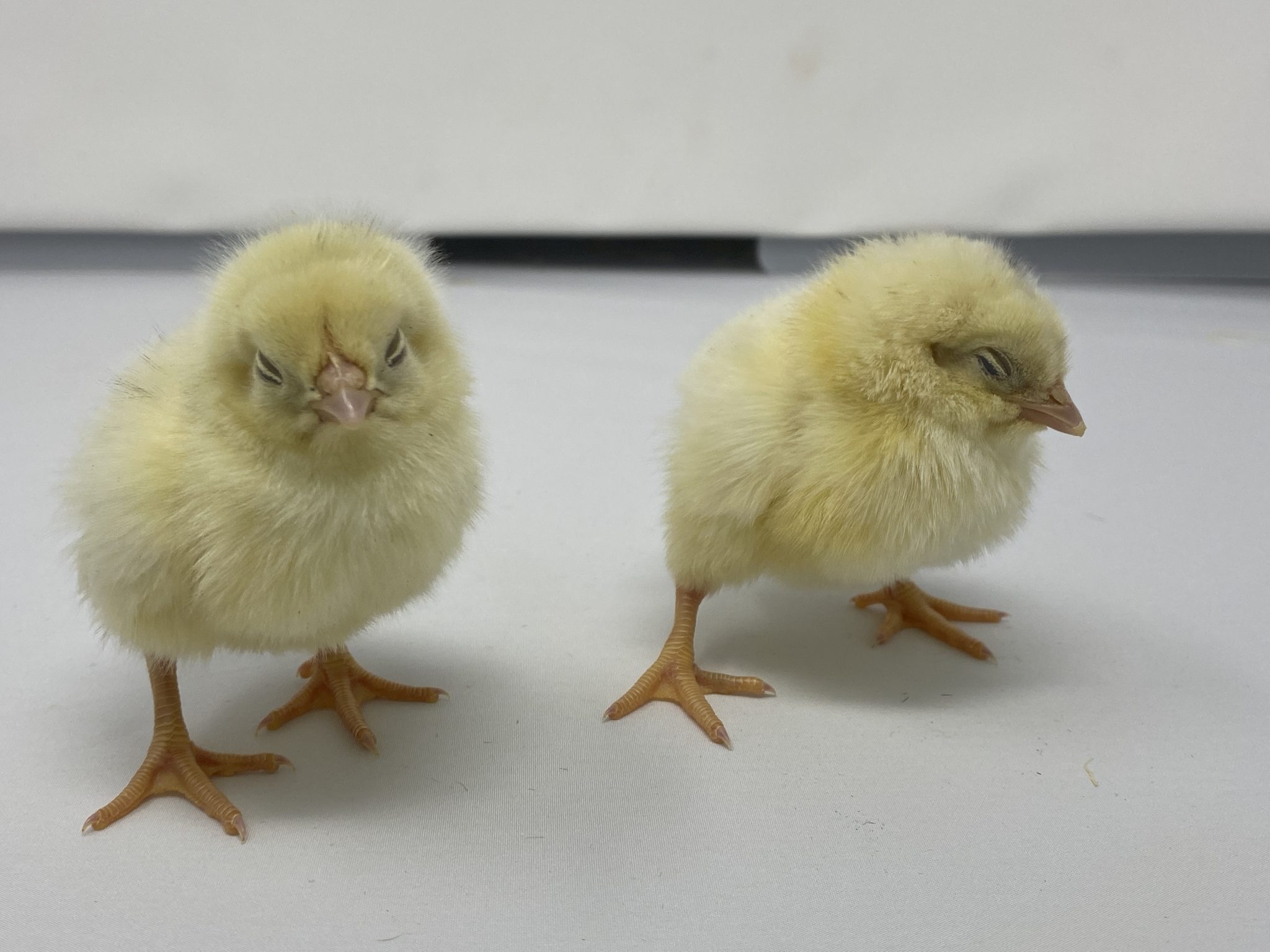 Smokey Pearl™ – Flockjourney