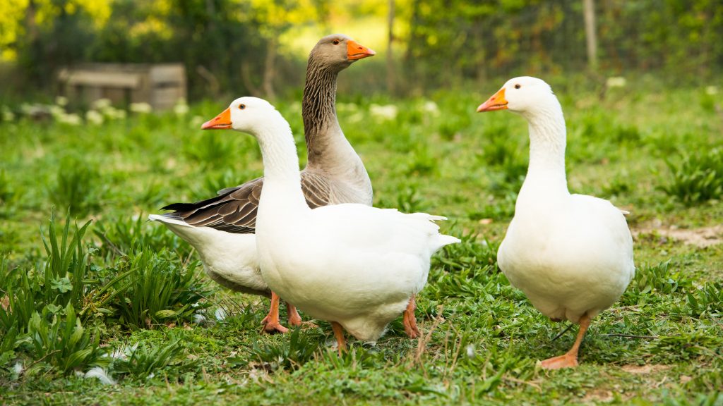 What to Know About Keeping Geese on the Homestead – Flockjourney