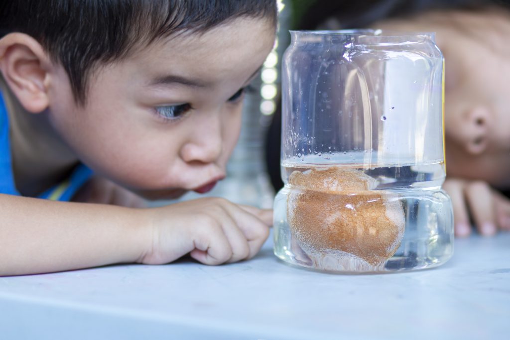Naked Egg Experiment- A Fun Summer Learning Activity – Flockjourney