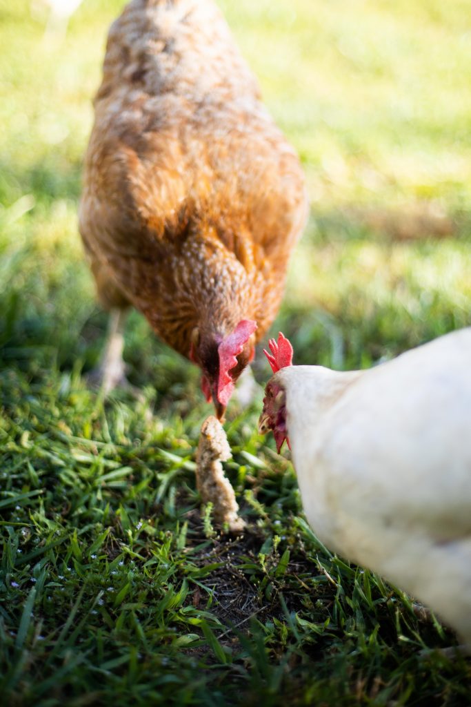 Table Scraps for Your Flock – Flockjourney