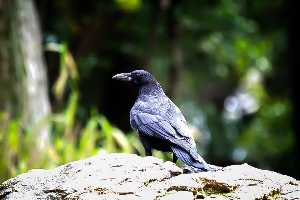 Crows: Wild Guardians – Flockjourney