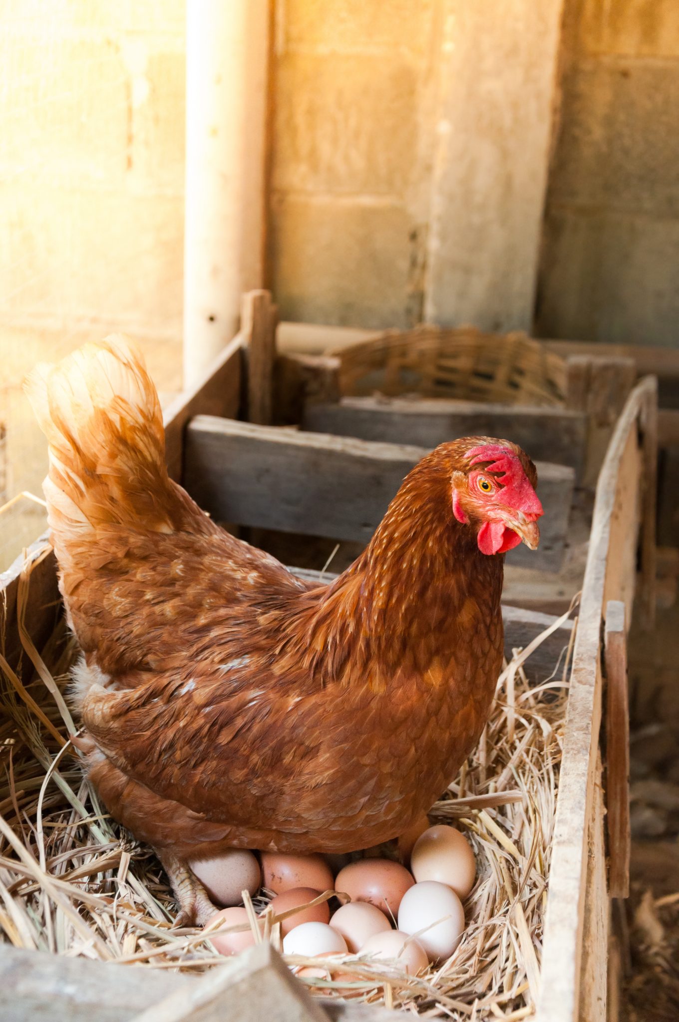 The Broody Hen: How to Care for the Hen That Just Won’t Get Off the ...