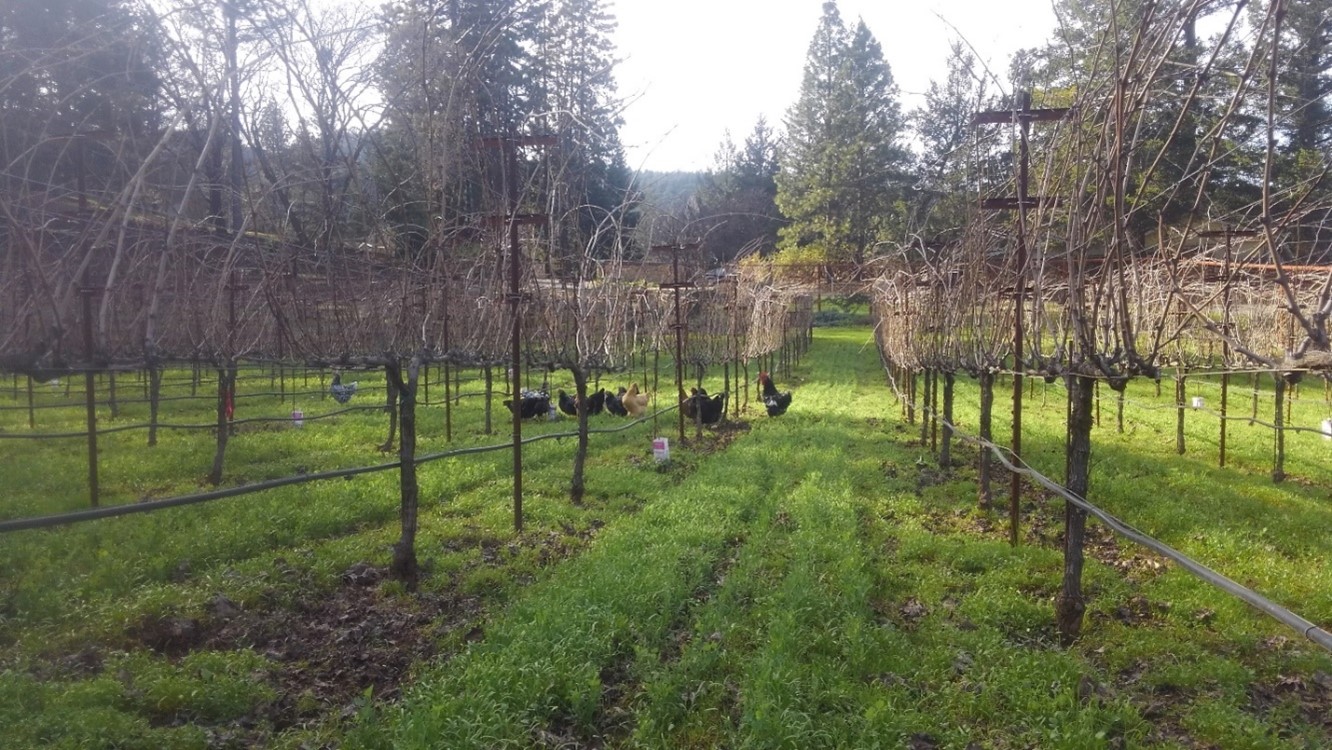 How to Integrate Your Backyard Flock Into Orchards and Row Crops ...
