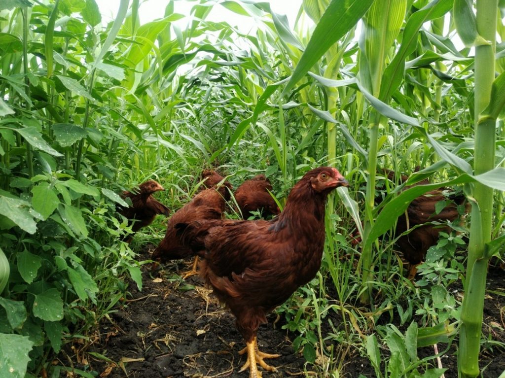 How to Integrate Your Backyard Flock Into Orchards and Row Crops ...