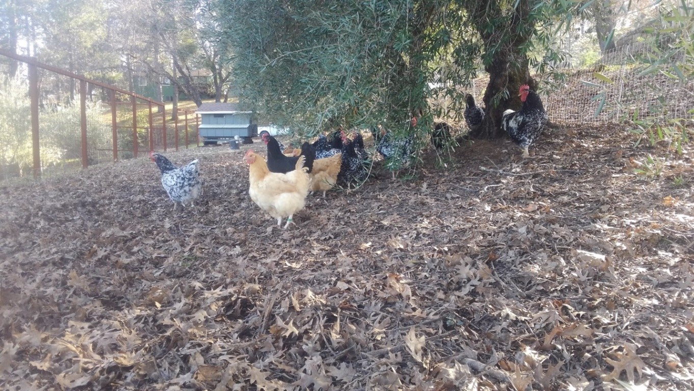 How to Integrate Your Backyard Flock Into Orchards and Row Crops ...