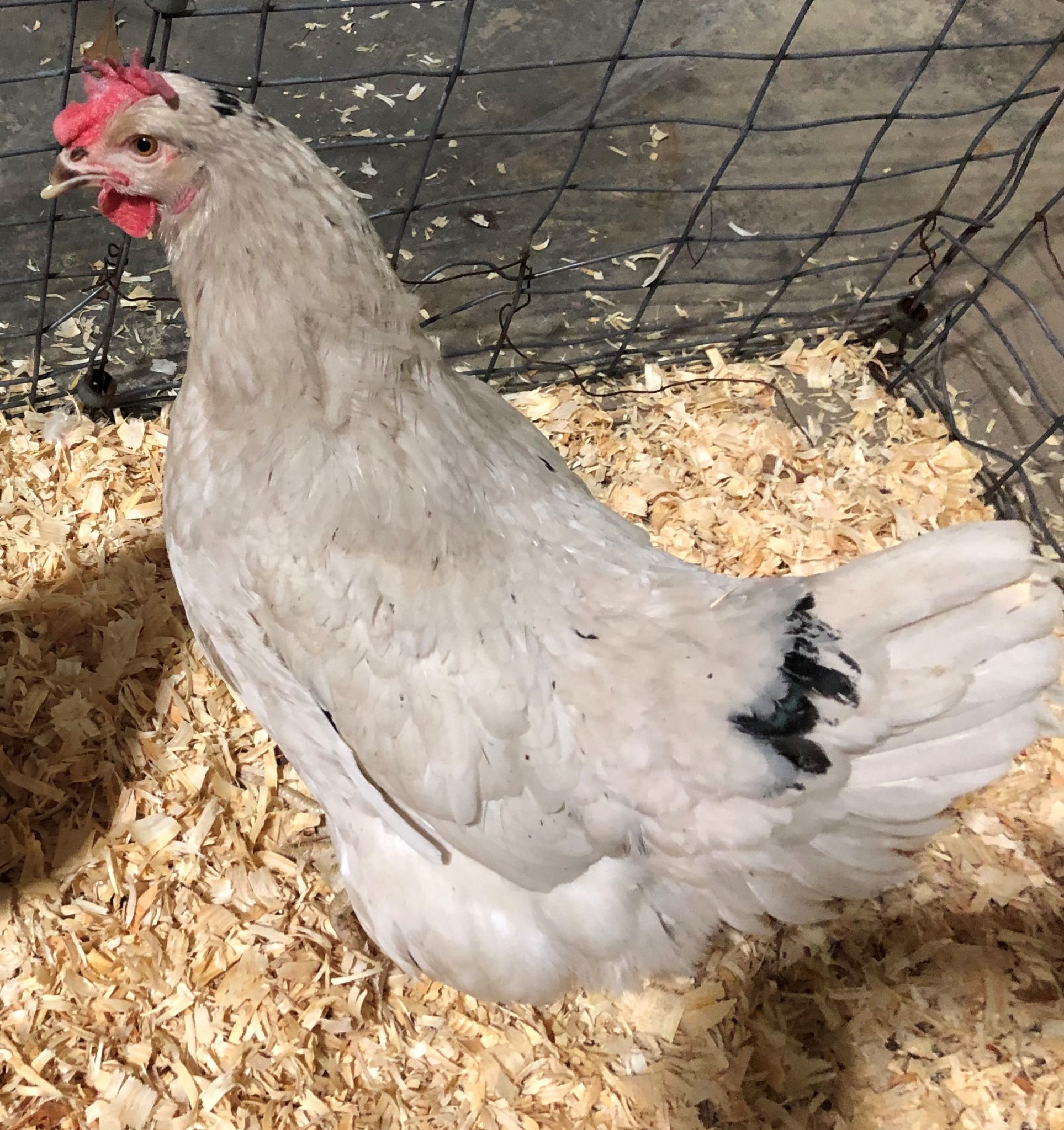 Brown Egg Layers – Flockjourney