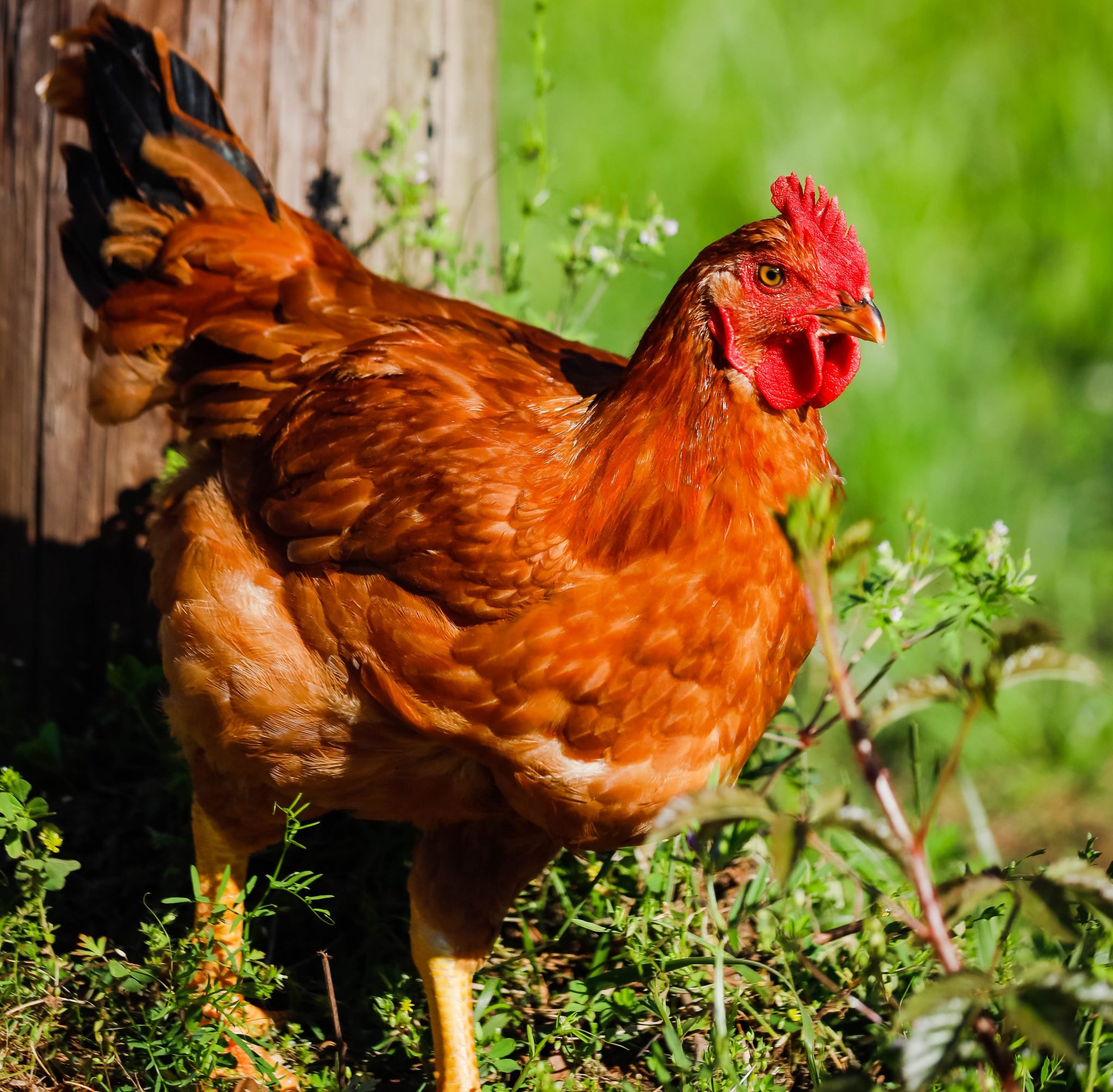 Rudd Ranger™ – Flockjourney