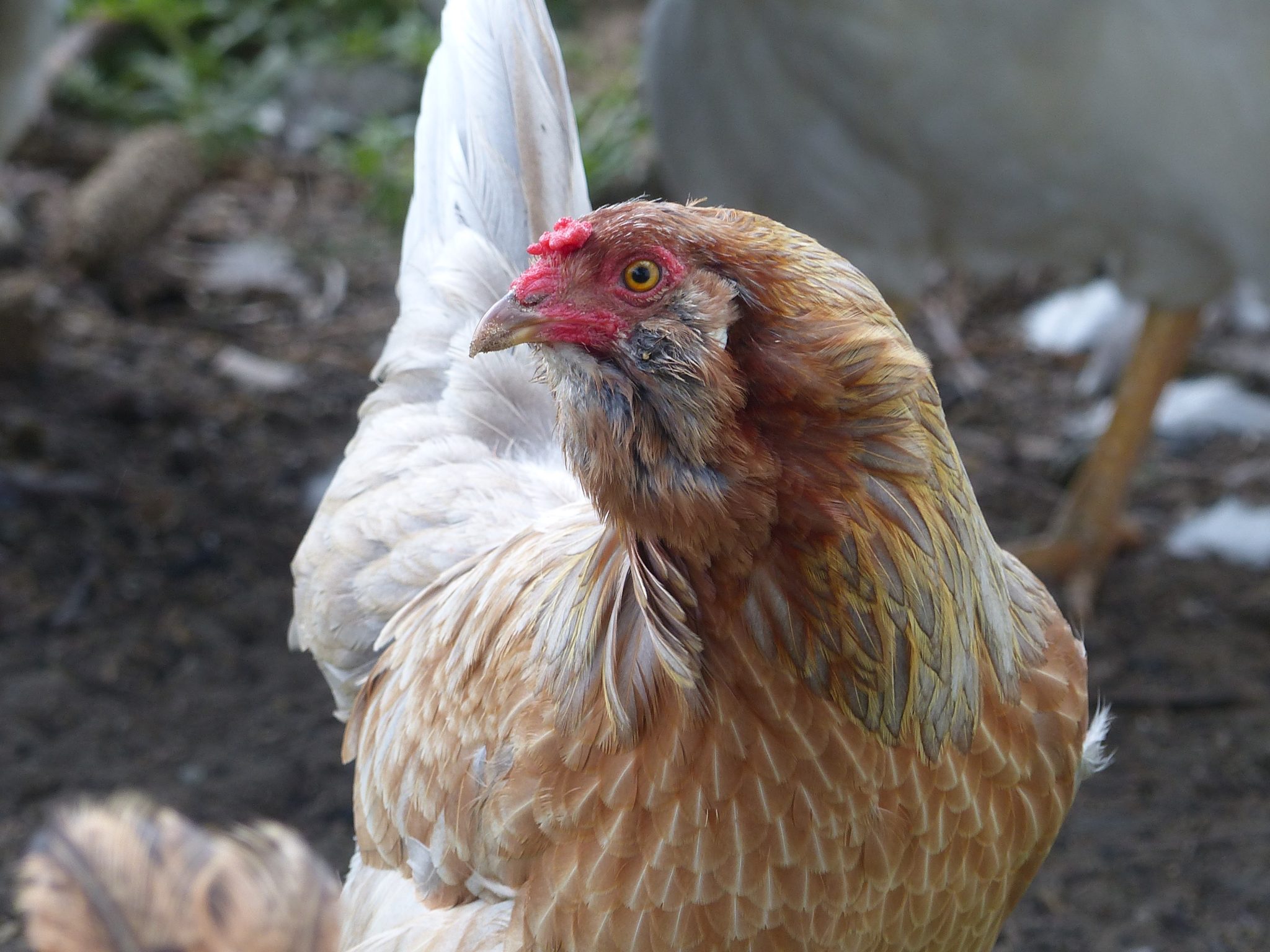 Chicken Combs Aren’t for Grooming – Flockjourney