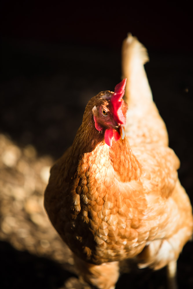 The Old Hen – Flockjourney