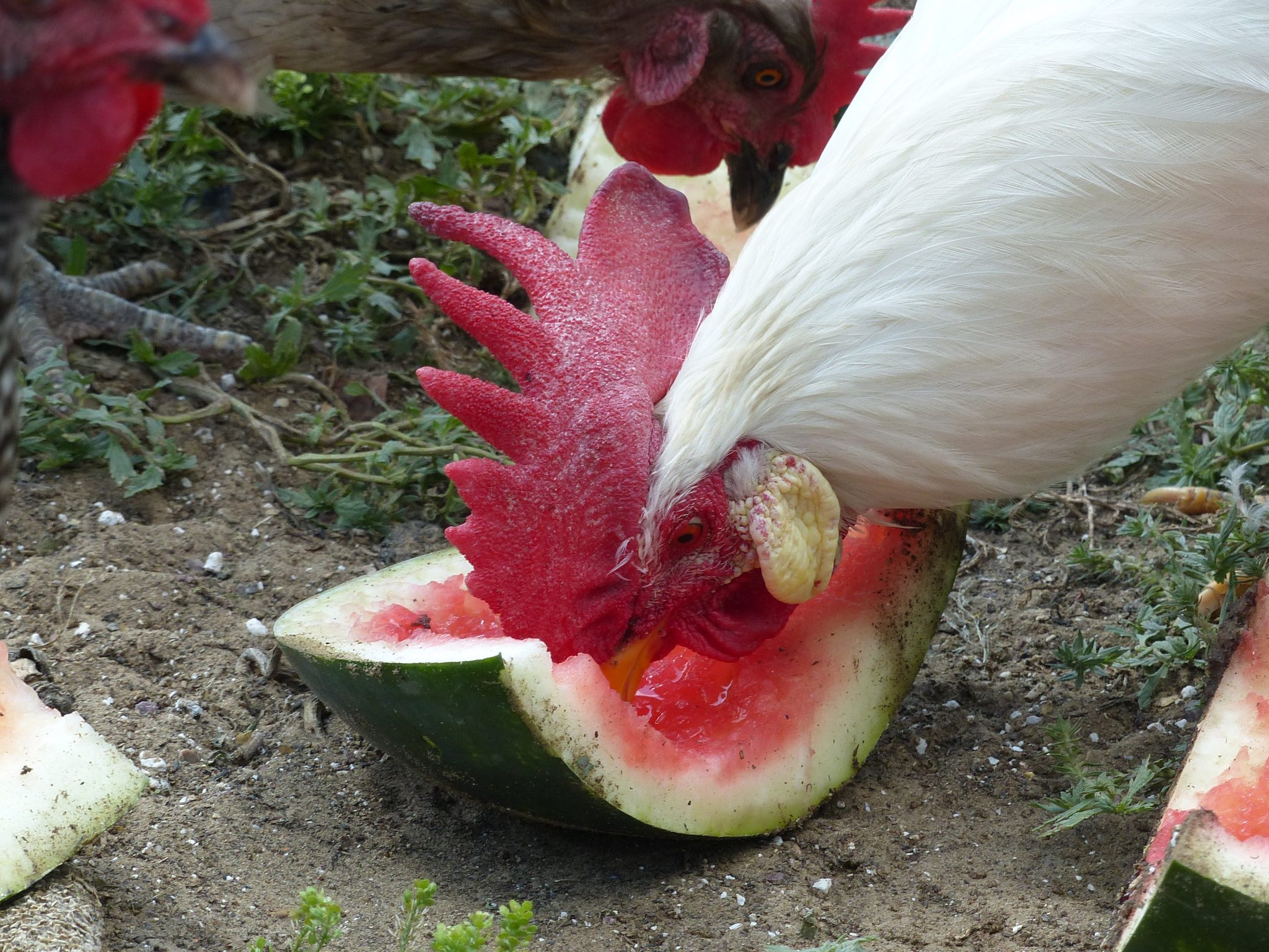 Chicken Combs Aren’t for Grooming – Flockjourney
