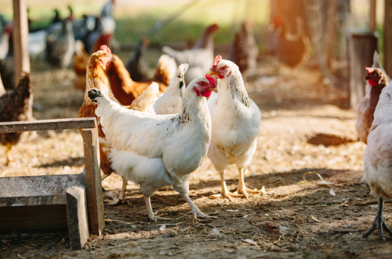 Benefits and Drawbacks of Free-Ranging Chickens – Flockjourney