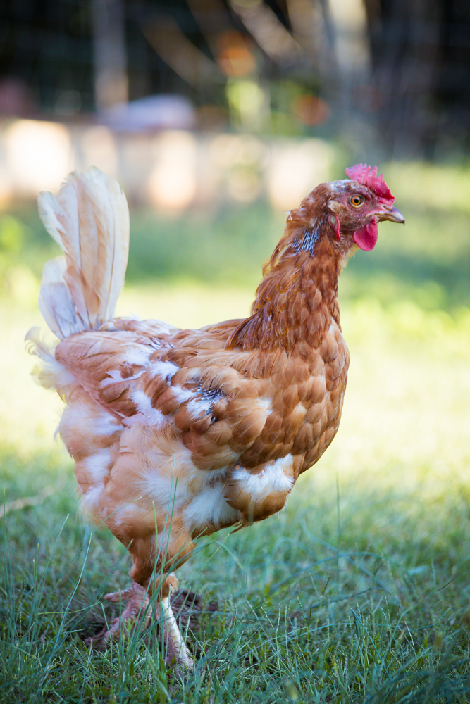 Understanding the Autumn Molt – Flockjourney