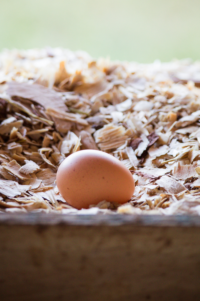 Why Chickens Slow Down Laying in the Fall – Flockjourney