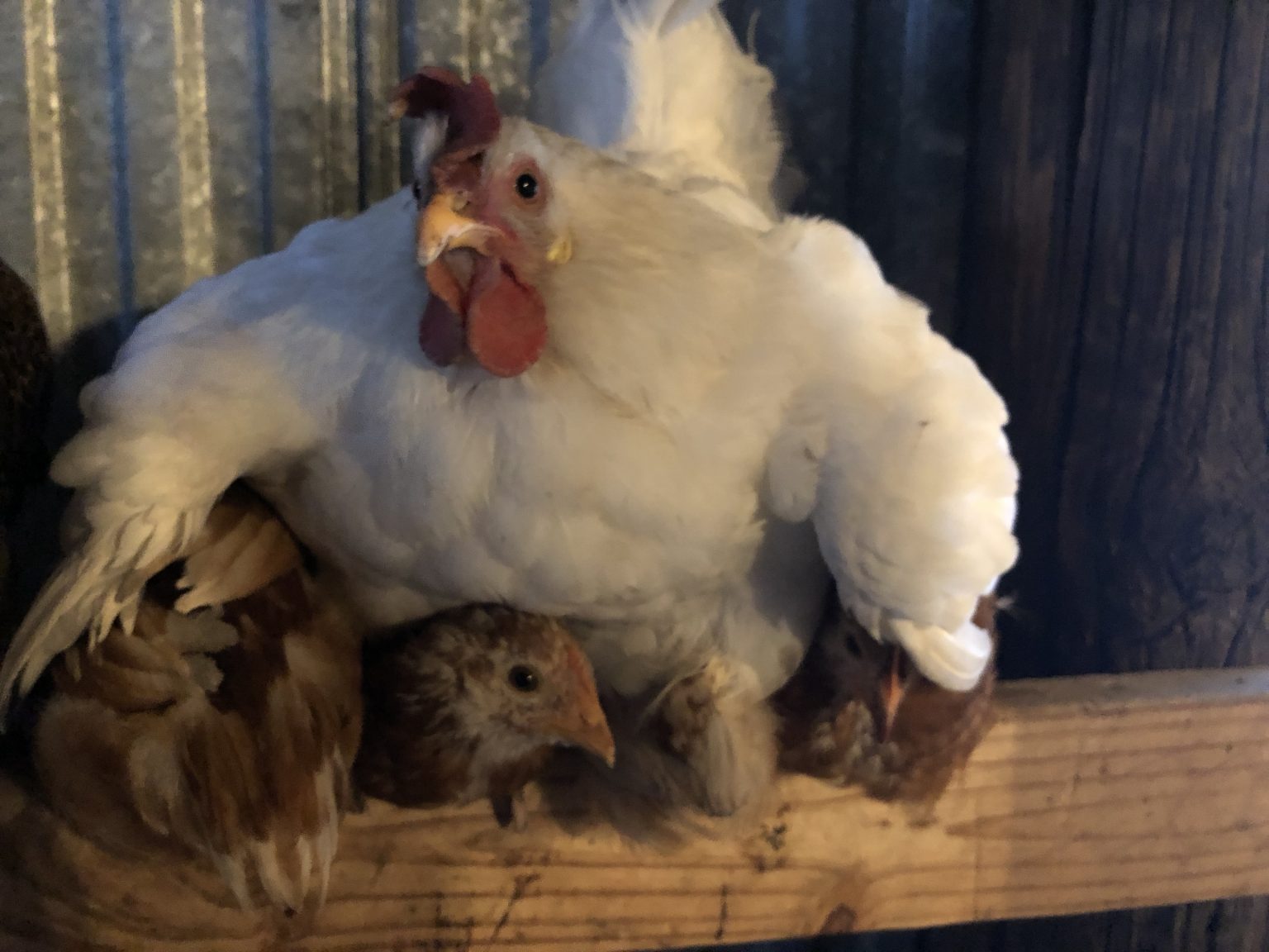 James Bond Movie Title Fits Chickens – Flockjourney