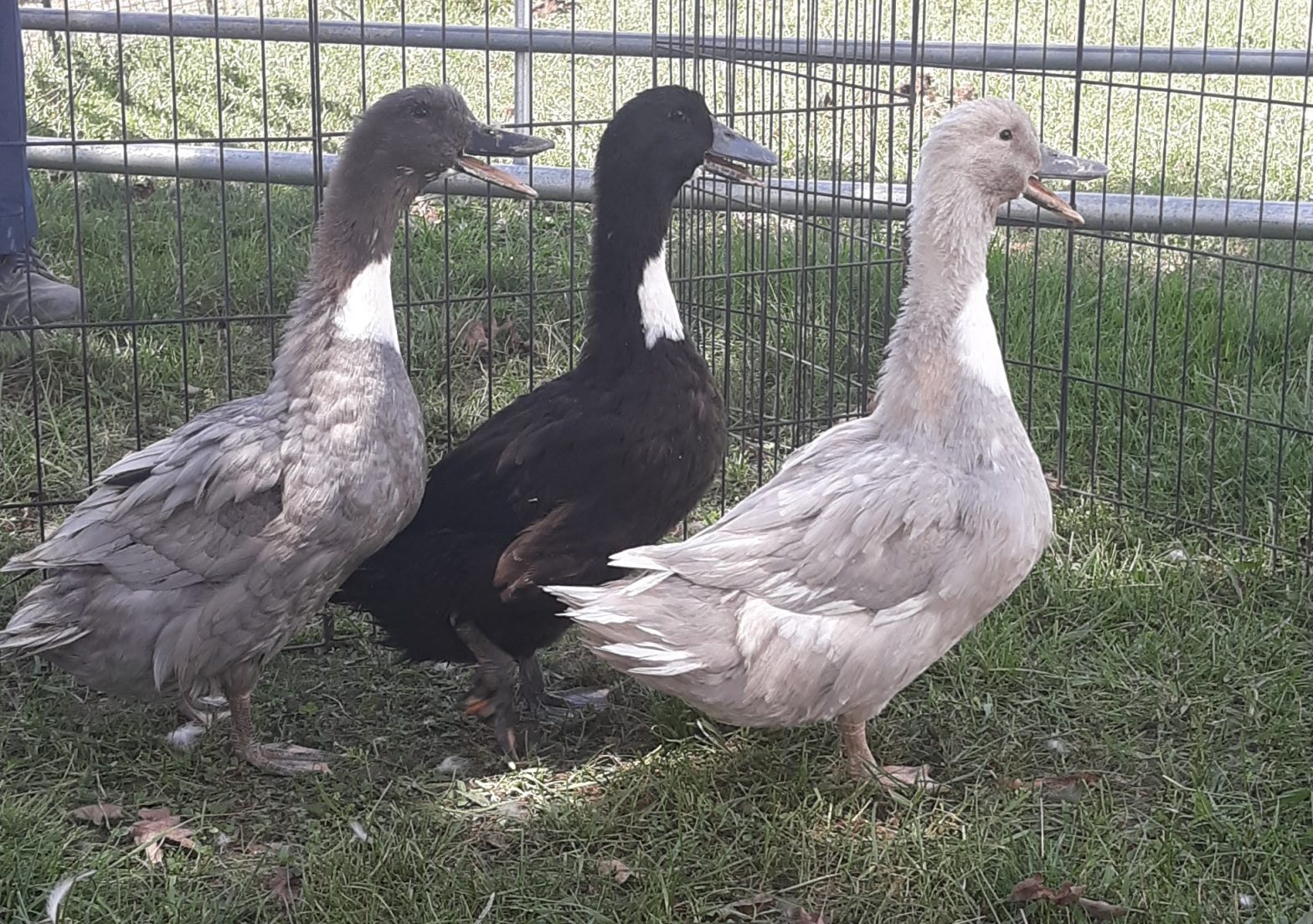 Swedish Ducks – Flockjourney