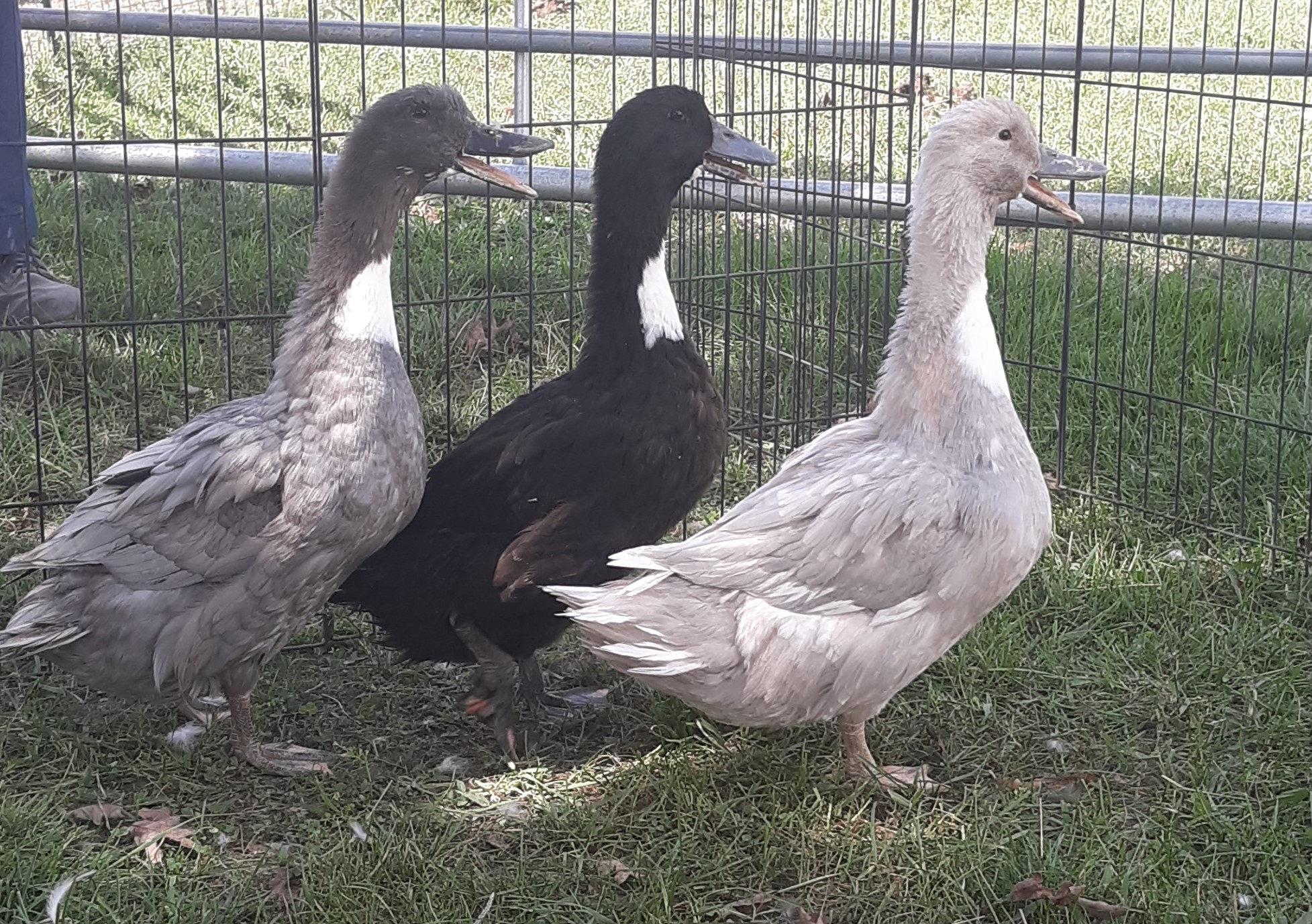 Swedish Ducks – Flockjourney