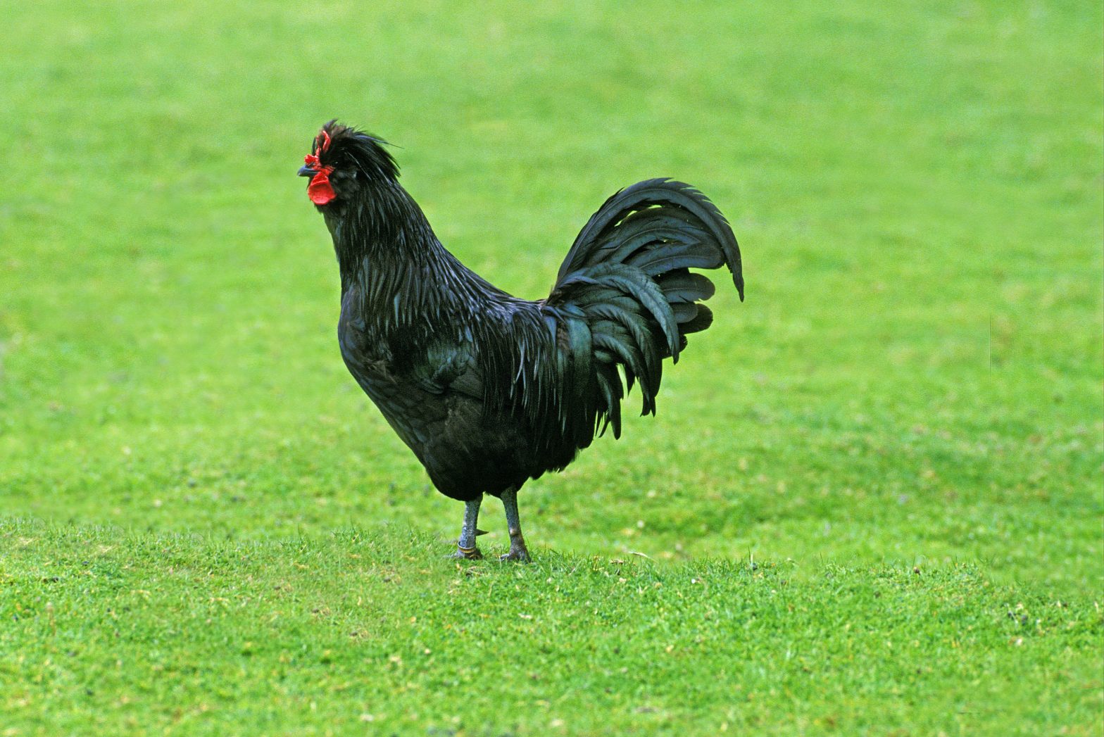 Crevecoeur – Flockjourney