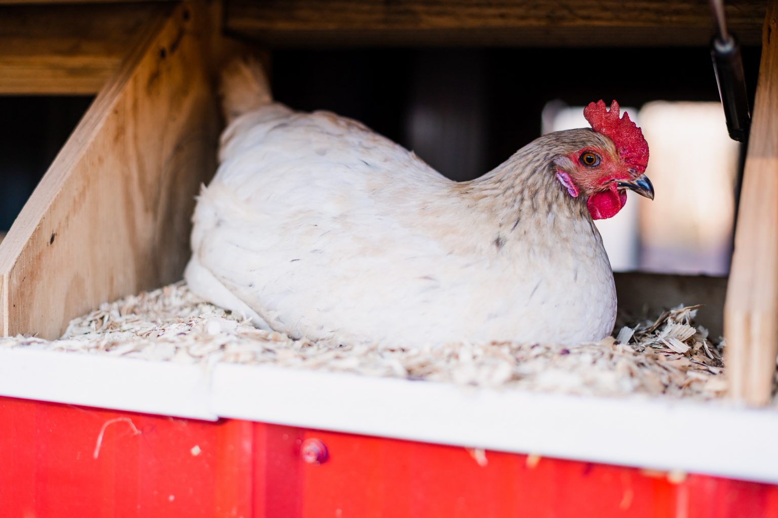 Tips to Keep Hens Laying in Winter – Flockjourney