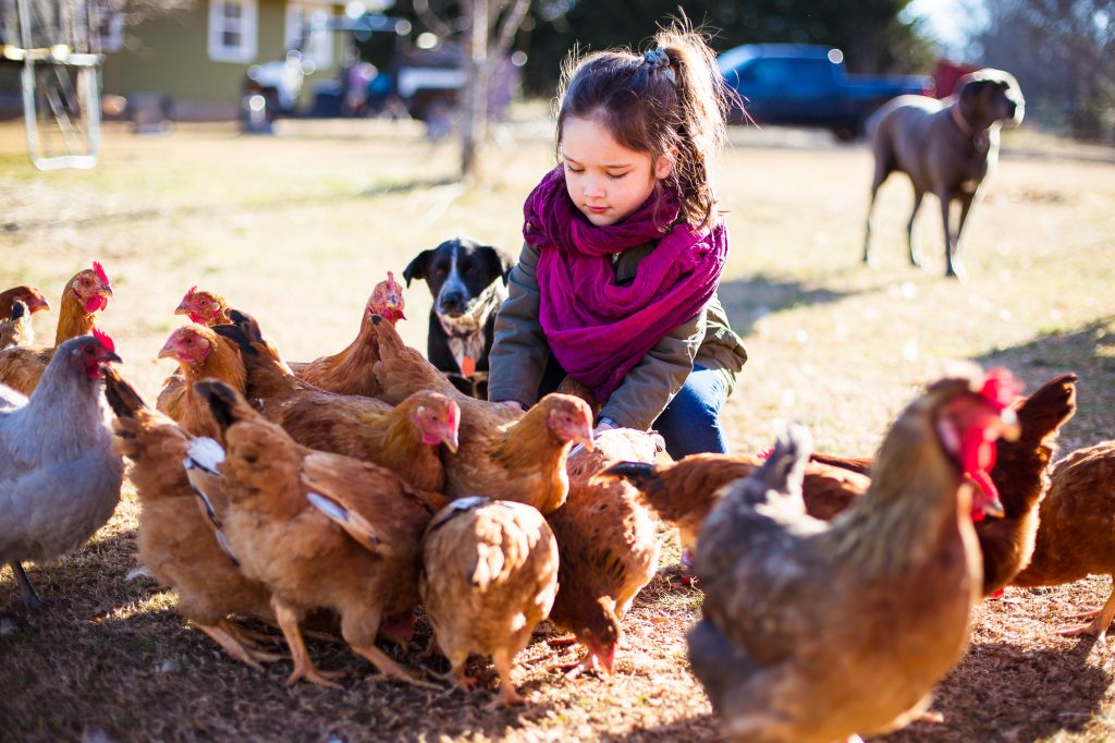 Best Chicken Breeds to Raise Around Children – Flockjourney