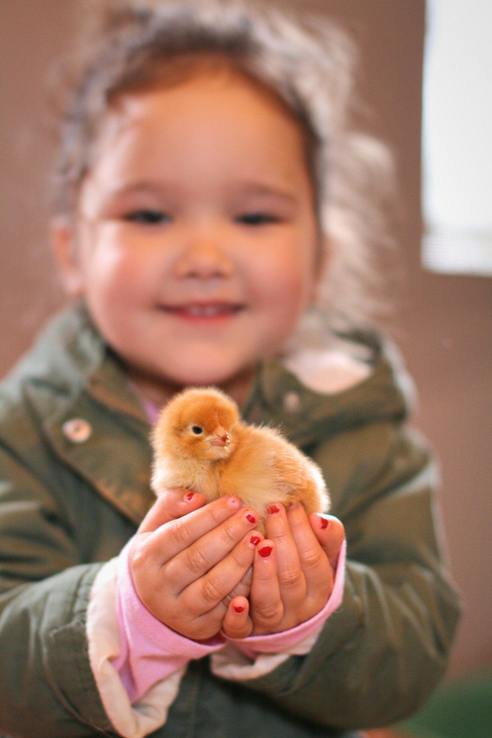 Best Chicken Breeds to Raise Around Children – Flockjourney