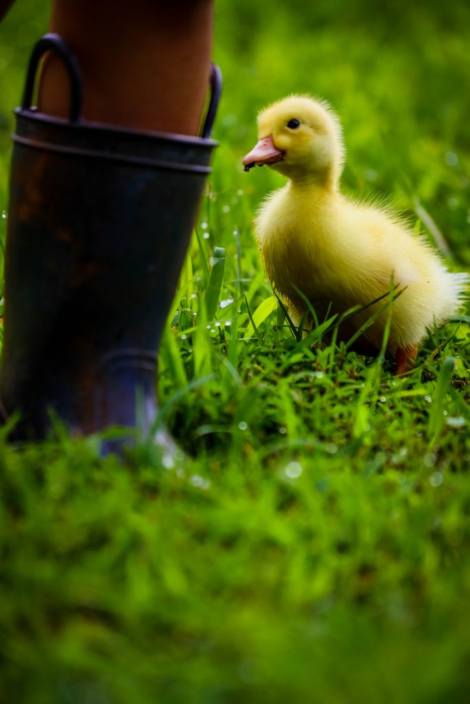 Tips for Adding Waterfowl to Your Flock – Flockjourney