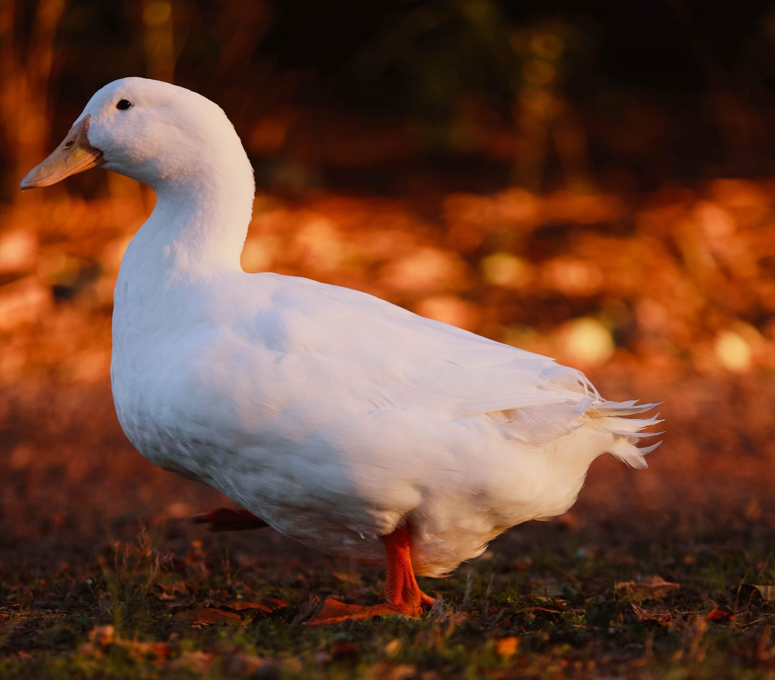 Tips for Adding Waterfowl to Your Flock – Flockjourney