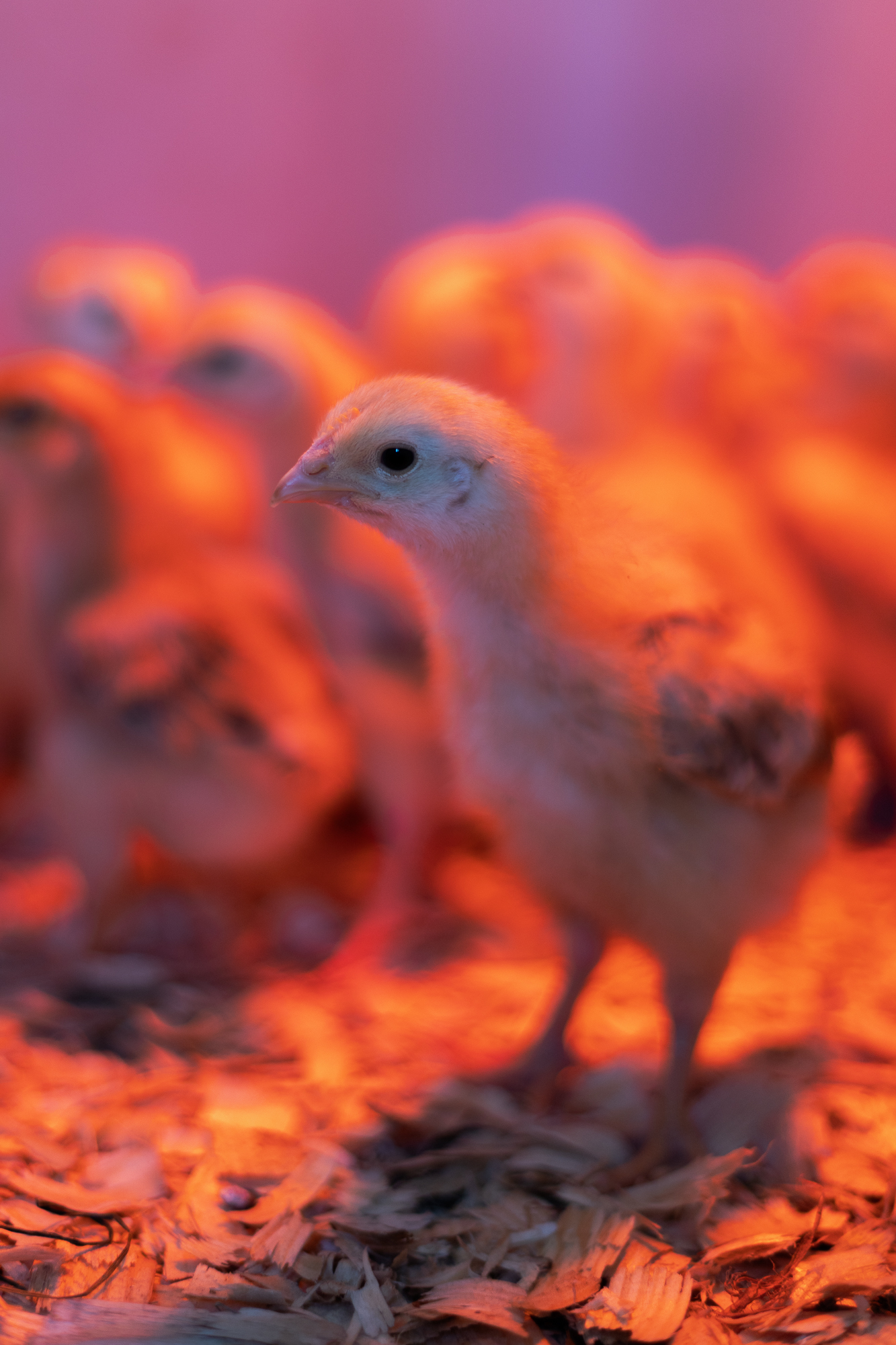 Preparing for Baby Chicks – Flockjourney