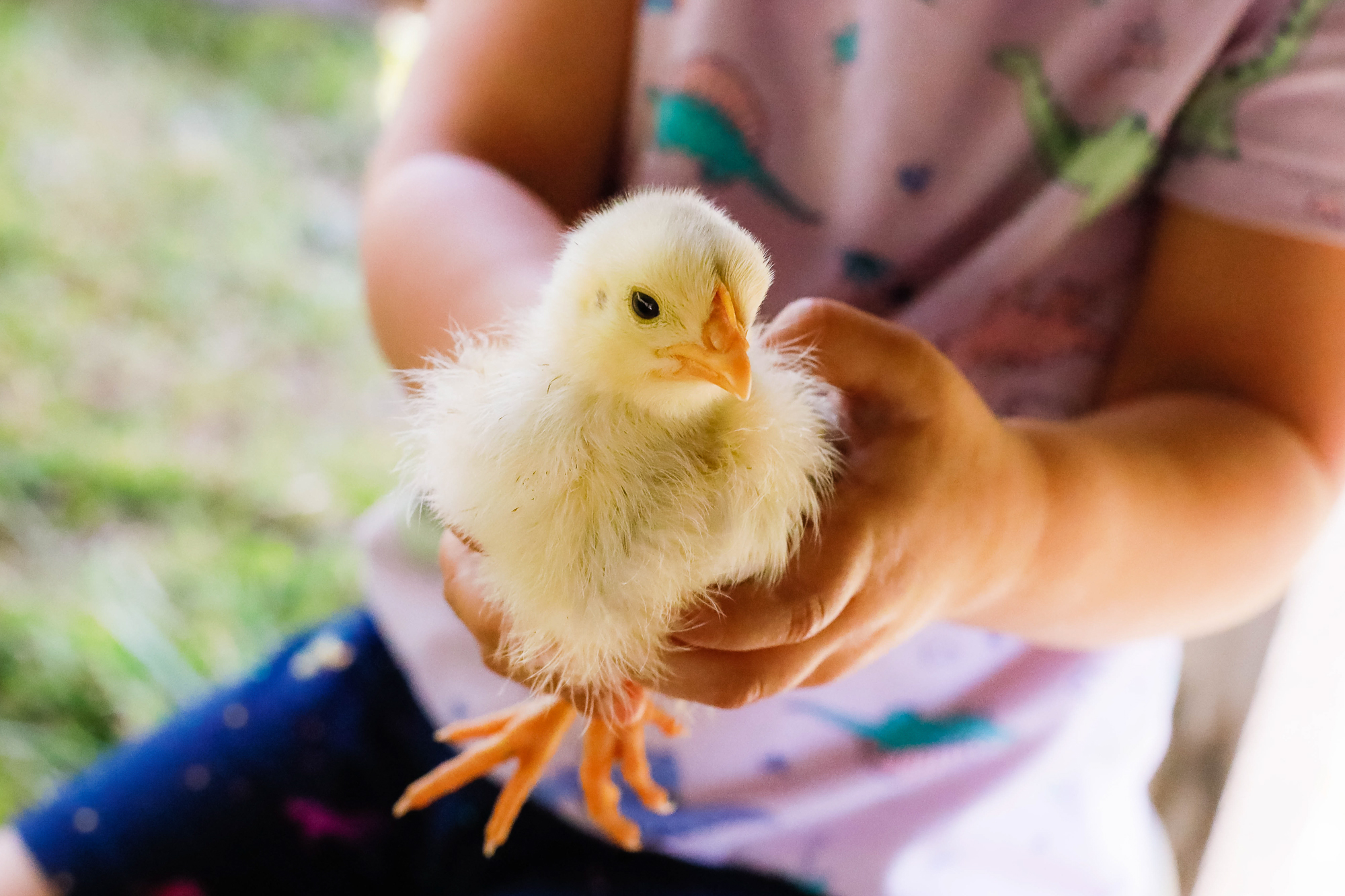 Preparing for Baby Chicks – Flockjourney