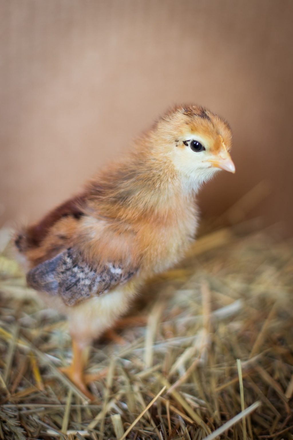 Raising Ducklings vs Chicks – Flockjourney