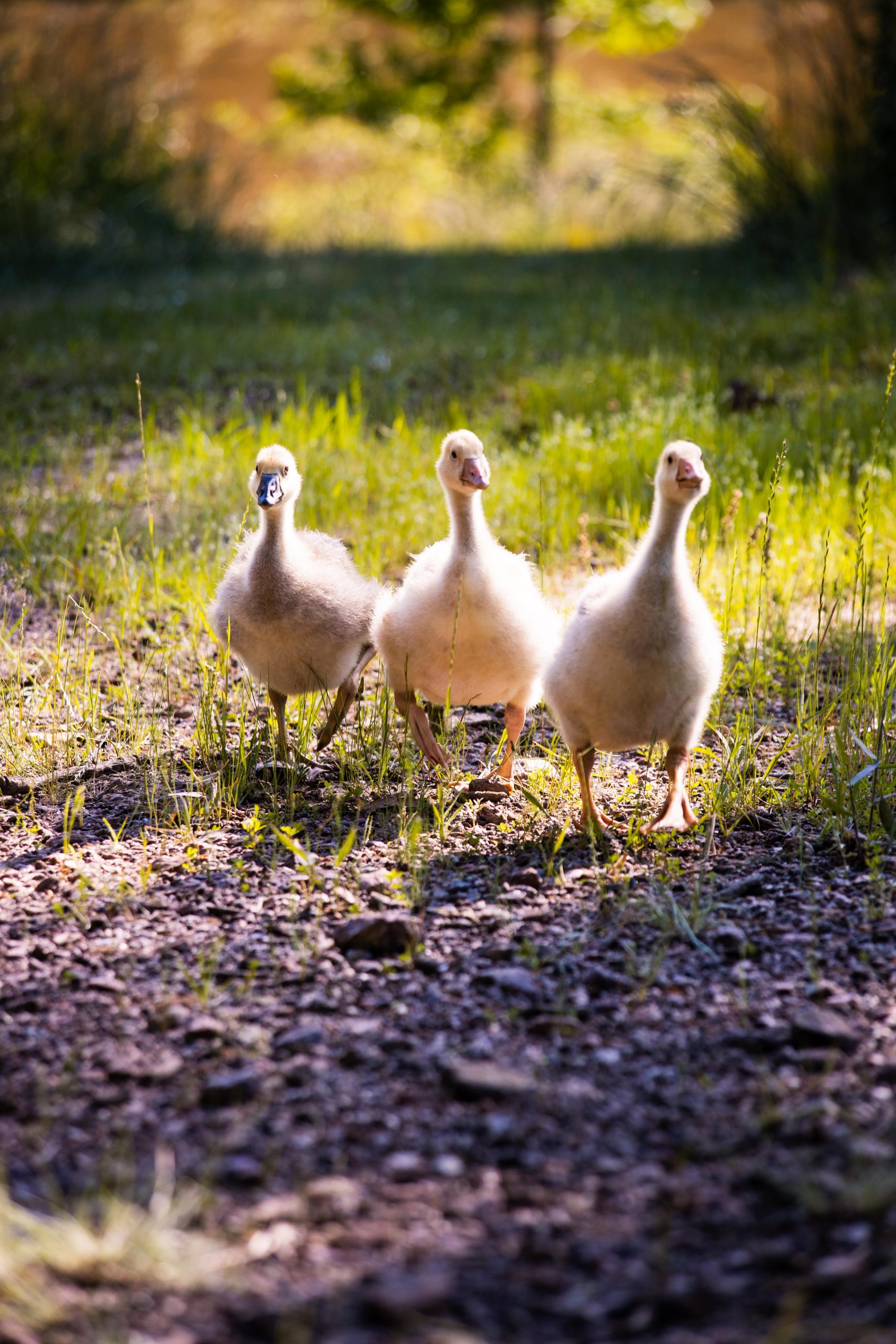 Benefits of Adding Geese to Your Flock – Flockjourney