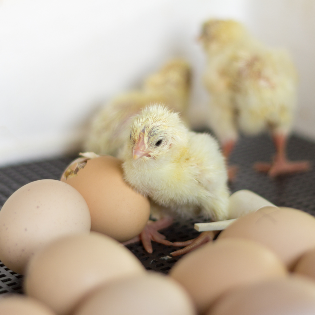 Incubation Timeline for Chickens – Flockjourney