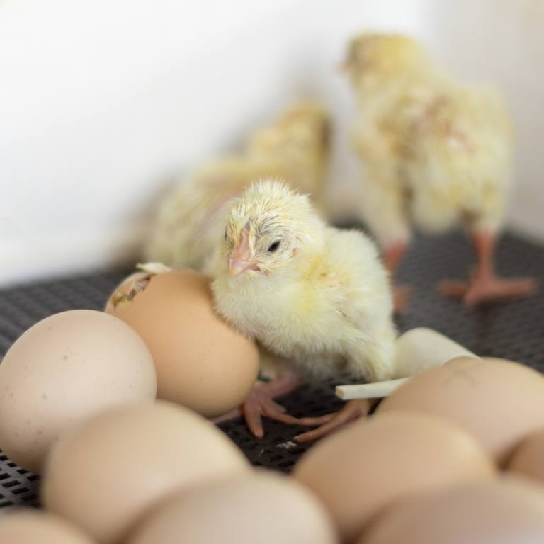 Incubation Timeline for Chickens – Flockjourney