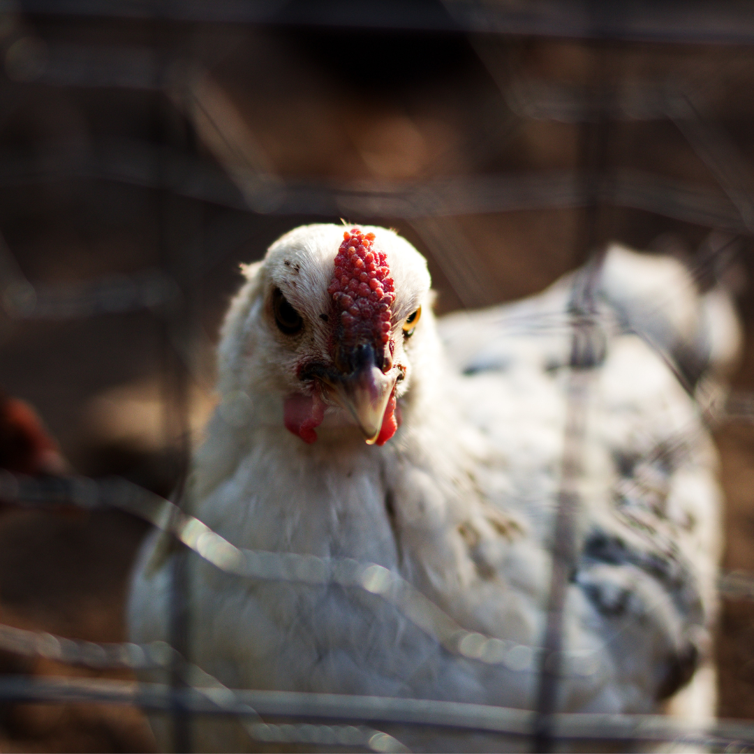 Flockjourney – Flockjourney