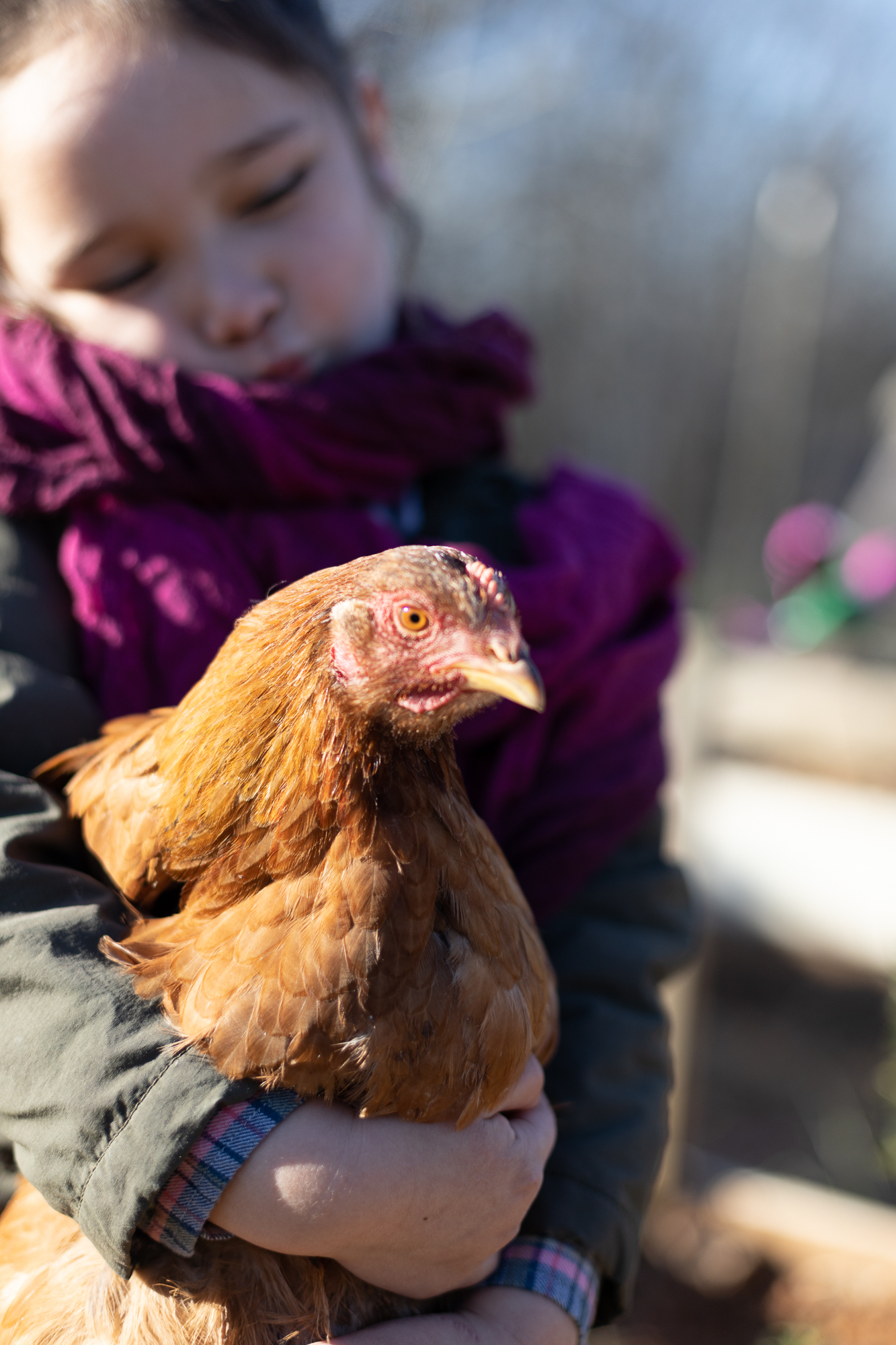 Best Breeds for Children – Flockjourney