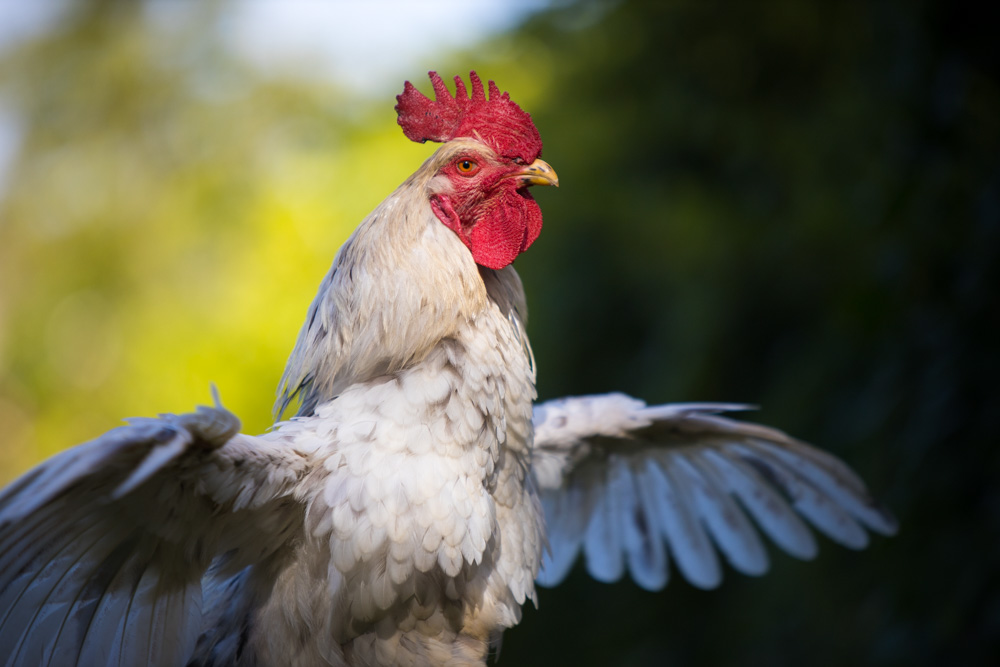 Early Differences in Roosters and Hens – Flockjourney
