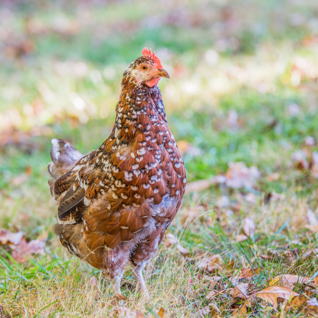 Let's Talk Chicken - Flockjourney