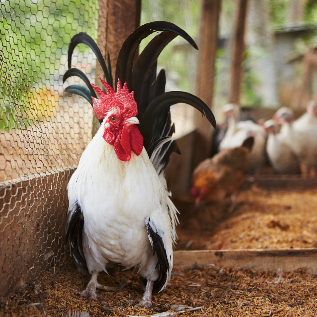 Let's Talk Chicken - Flockjourney