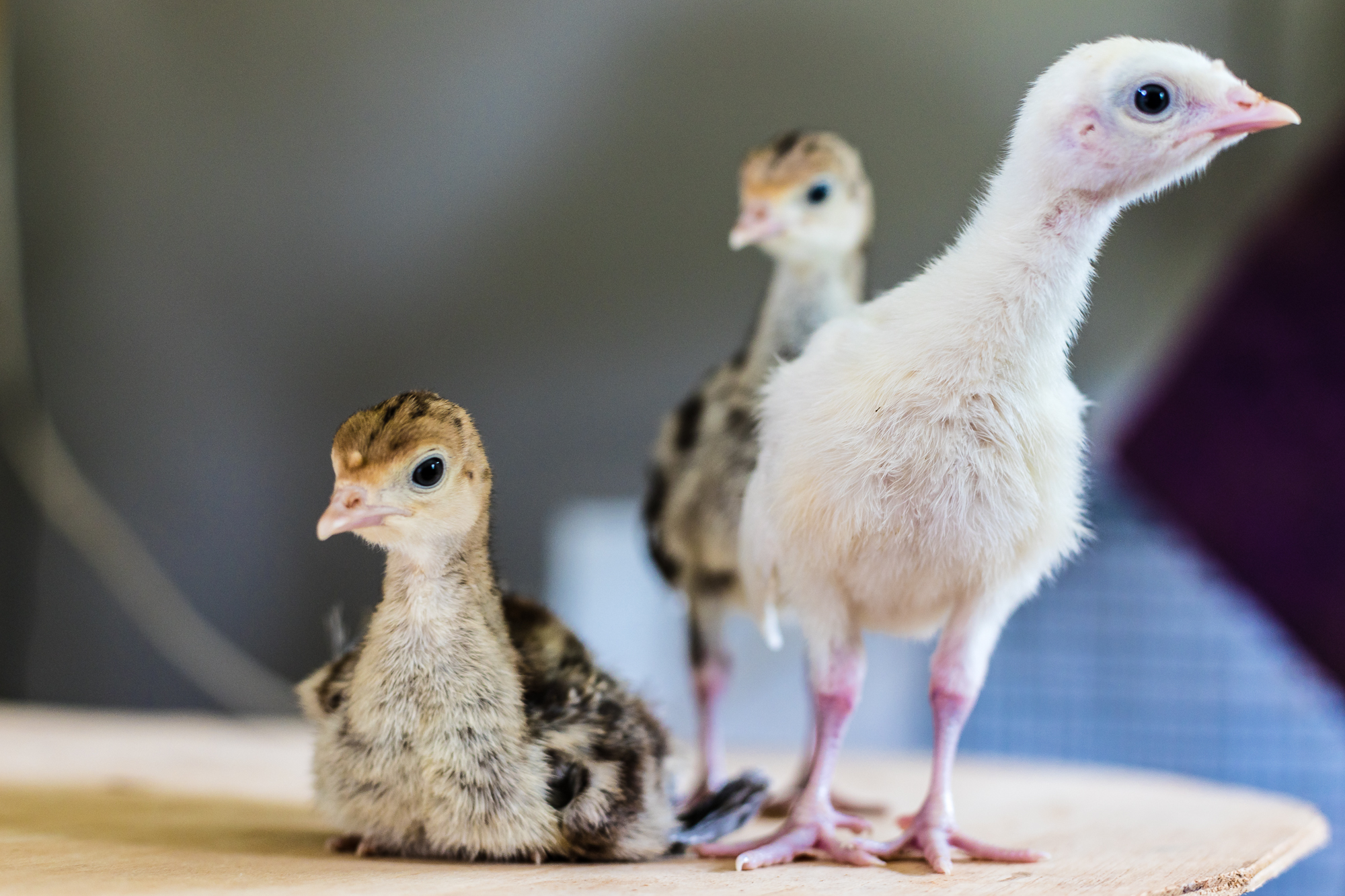Raising Turkey Poults (Entry 1) – Flockjourney