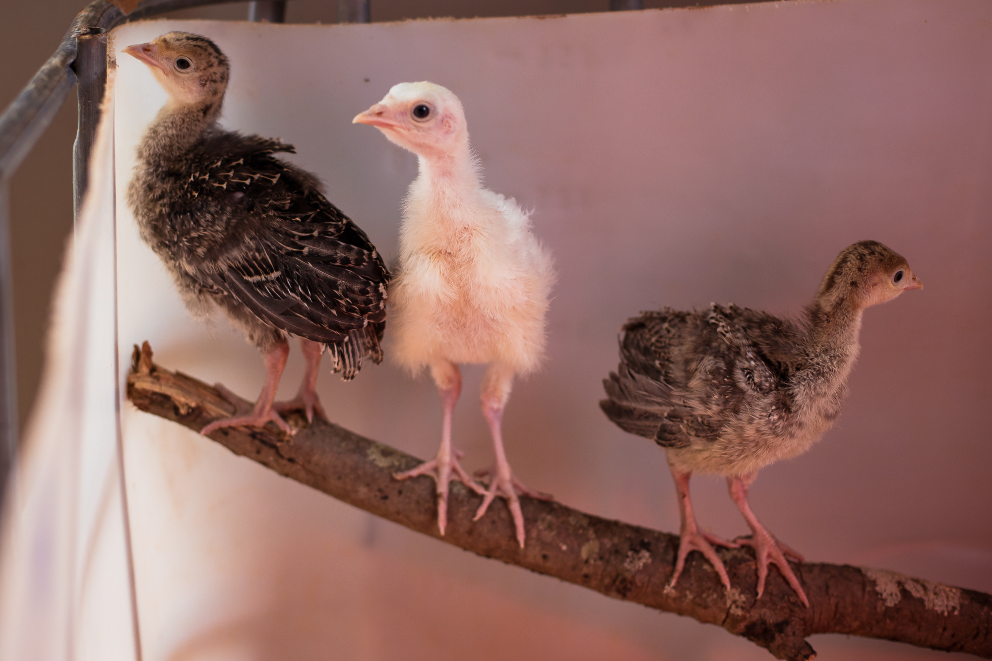 Raising Turkey Poults (Entry 1) – Flockjourney