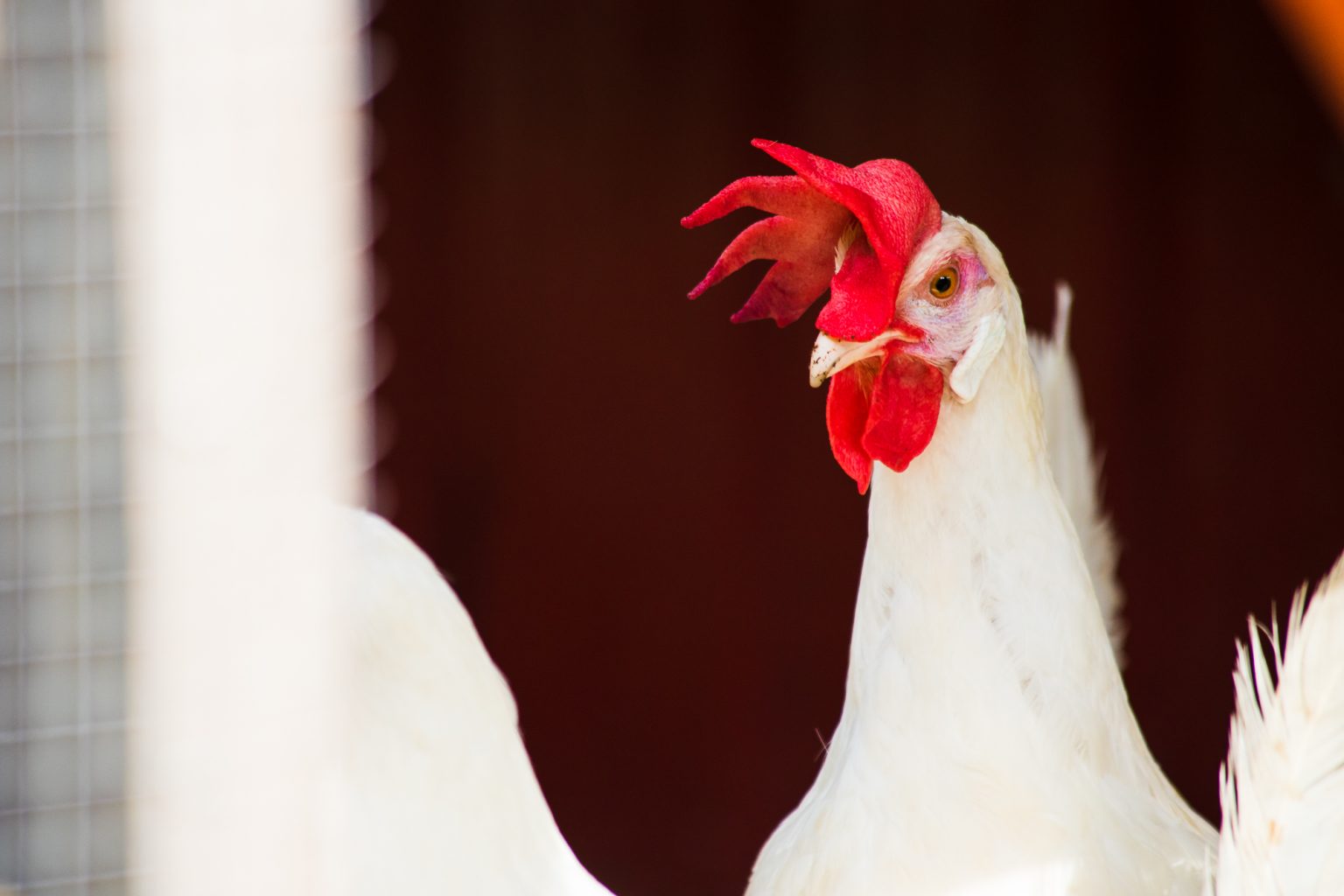 Chicken Combs – Flockjourney