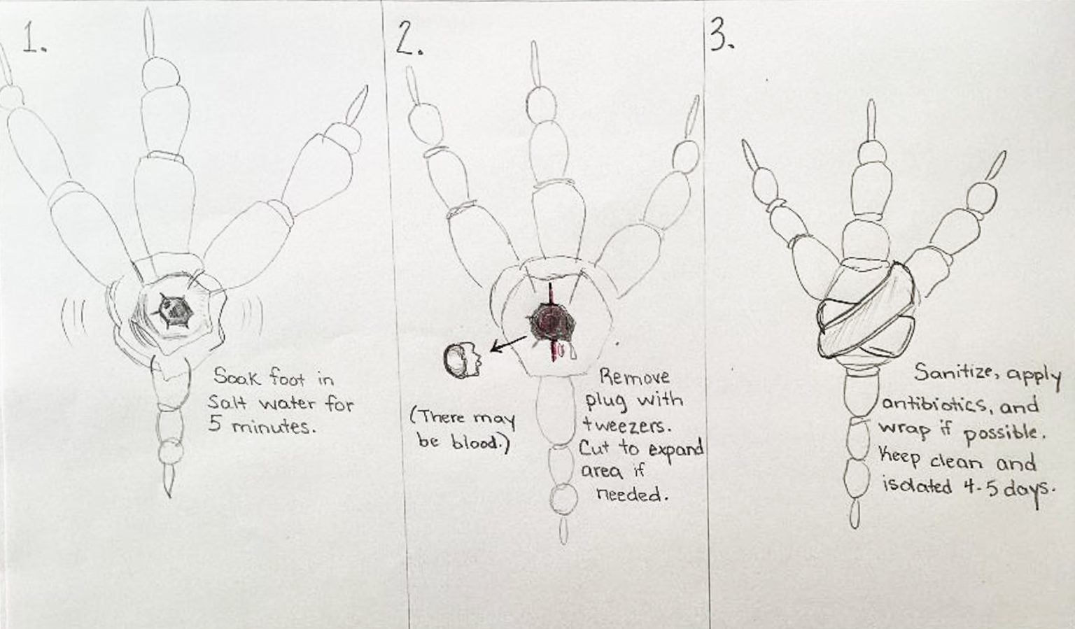 Tips for Treating Bumblefoot – Flockjourney