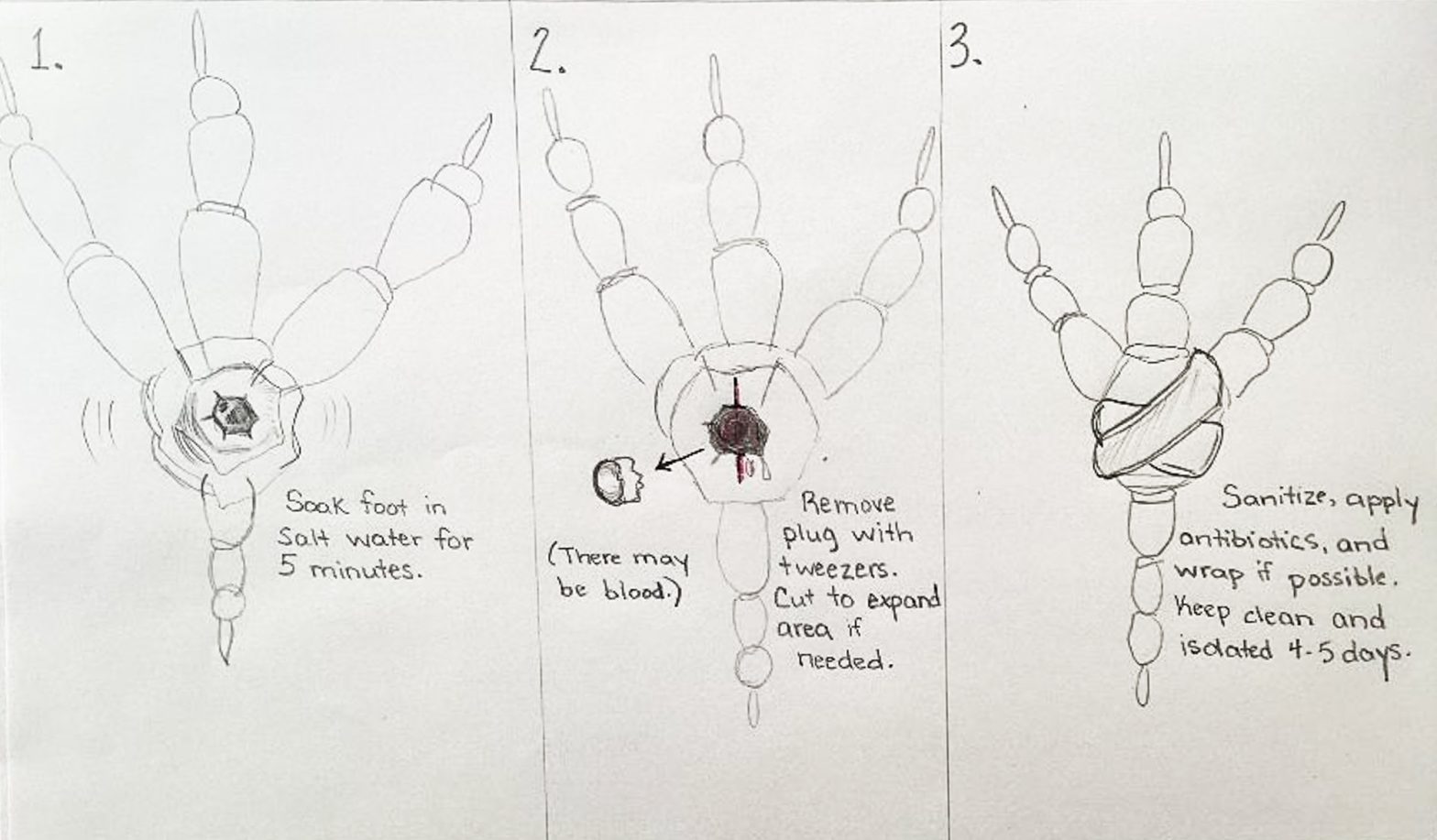 Tips for Treating Bumblefoot – Flockjourney