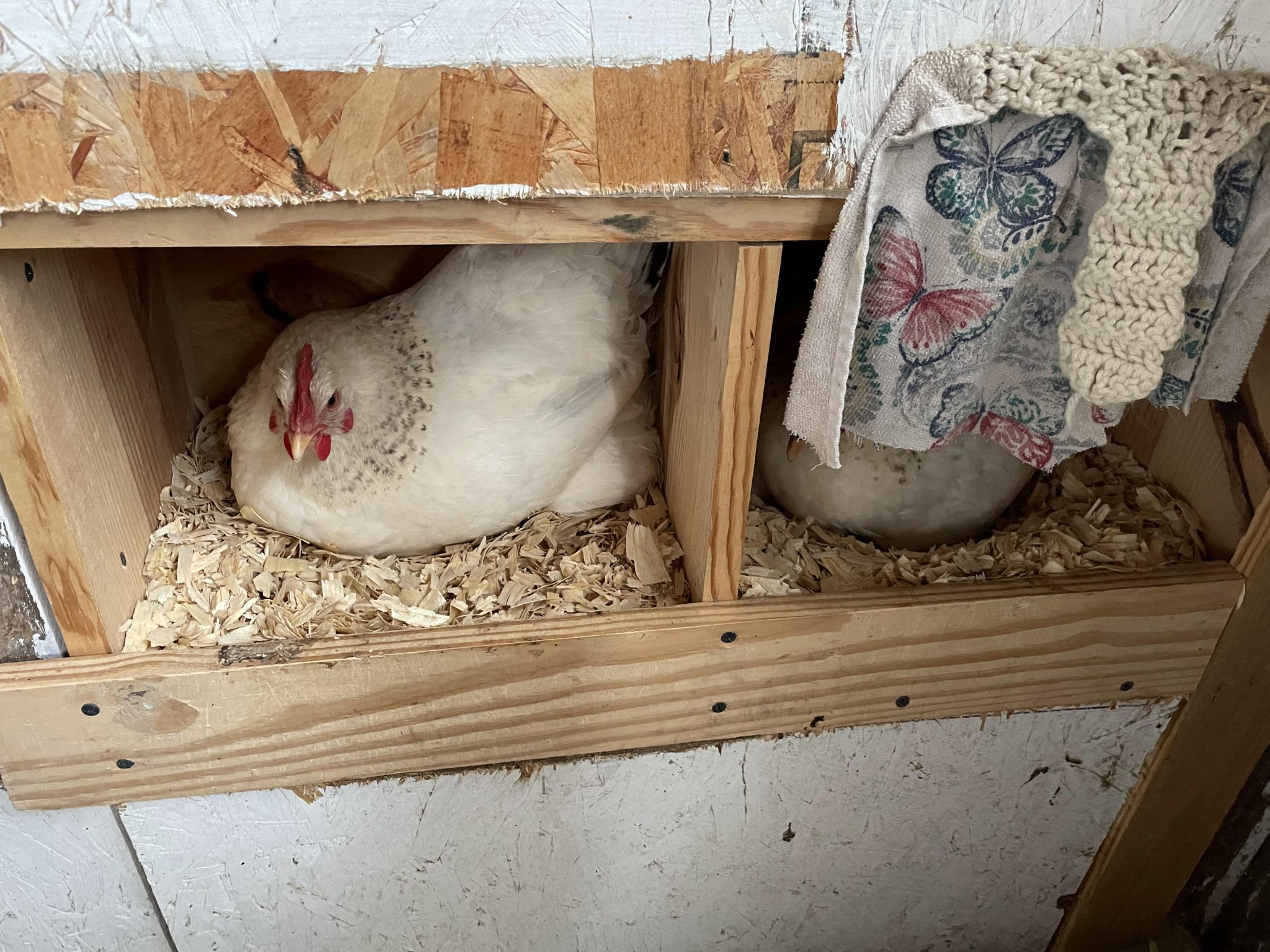 Comfy Nests – Flockjourney