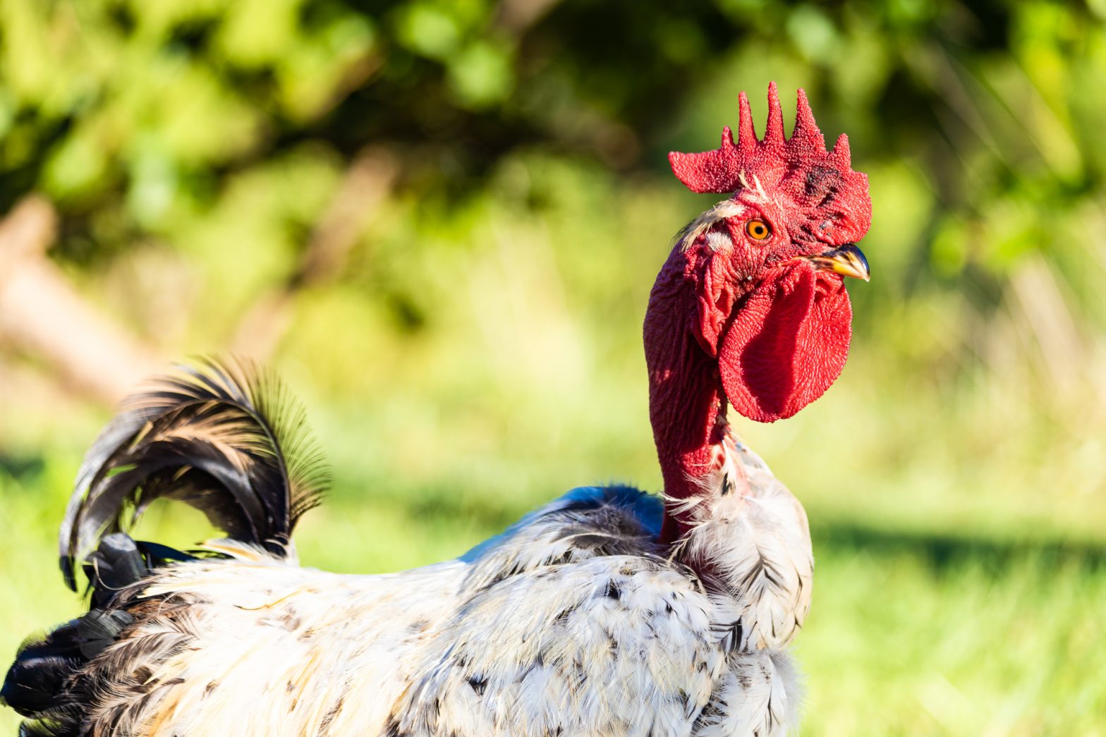 What is a Turken? – Flockjourney