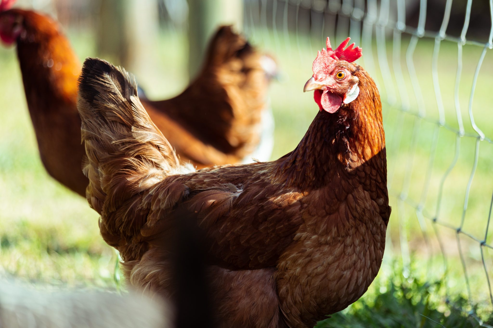 What is Sour Crop in Chickens and How to Treat It – Flockjourney