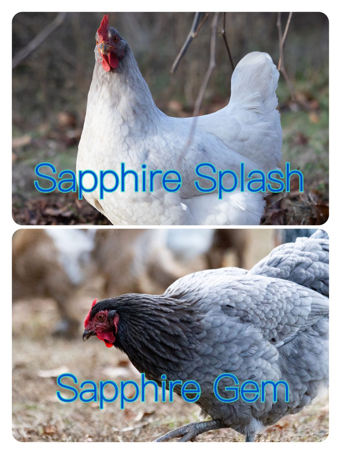 All About the Sapphire Splash – Flockjourney