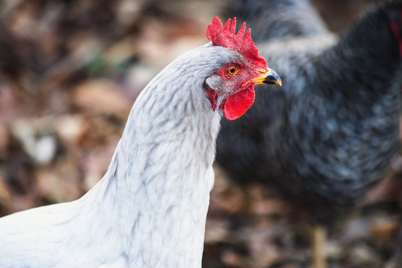 All About the Sapphire Splash – Flockjourney