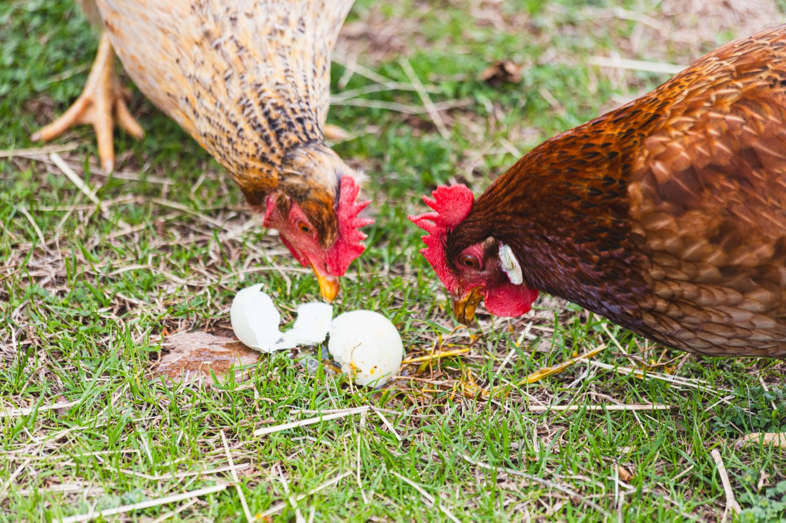 Flockjourney – Flockjourney