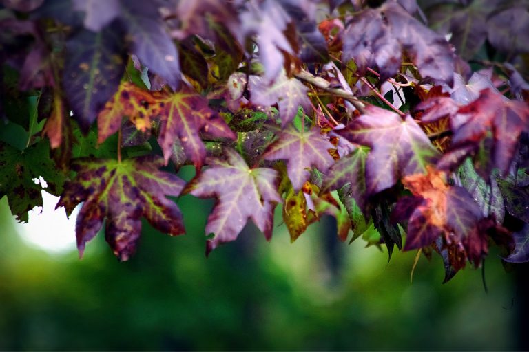 Flockjourney – Flockjourney