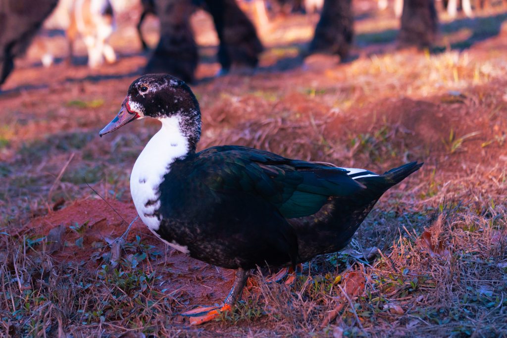 Uses for Duck Eggs - Flockjourney